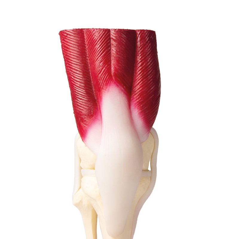 Knee Joint Model with Muscles | Health and Care